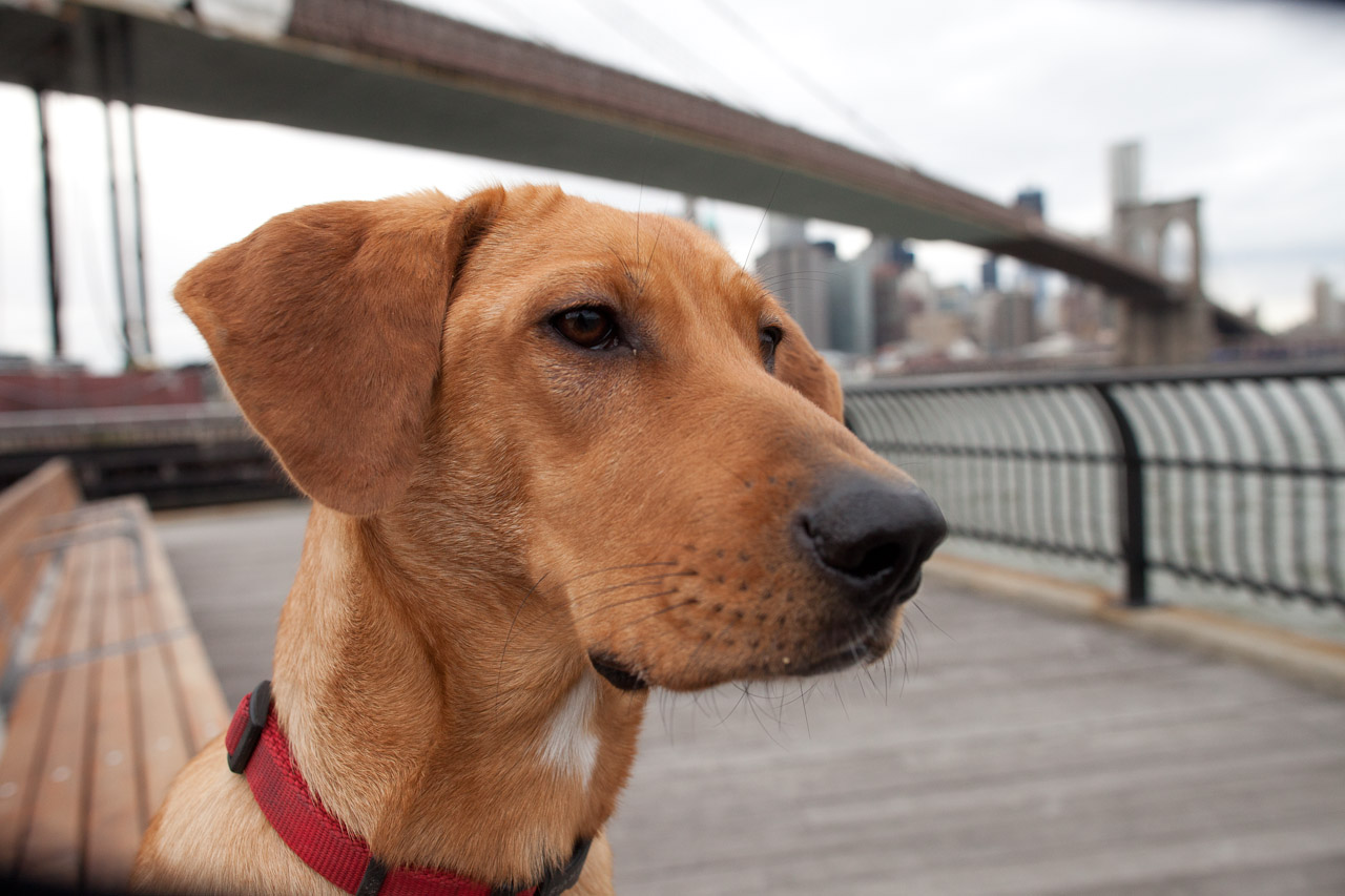 Brandi: a Brooklyn Dog-Walker’s Dog