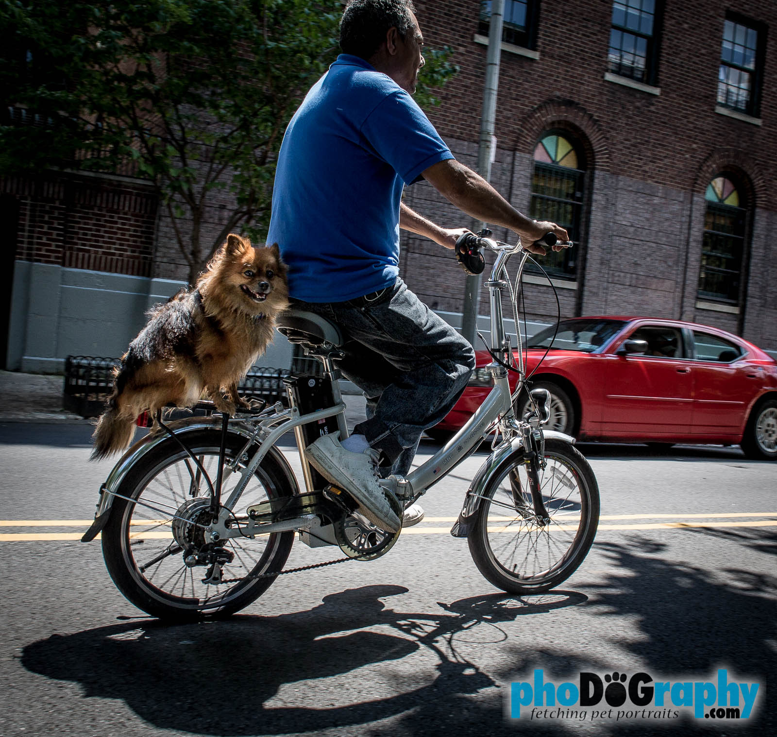 Dogs of the East Village