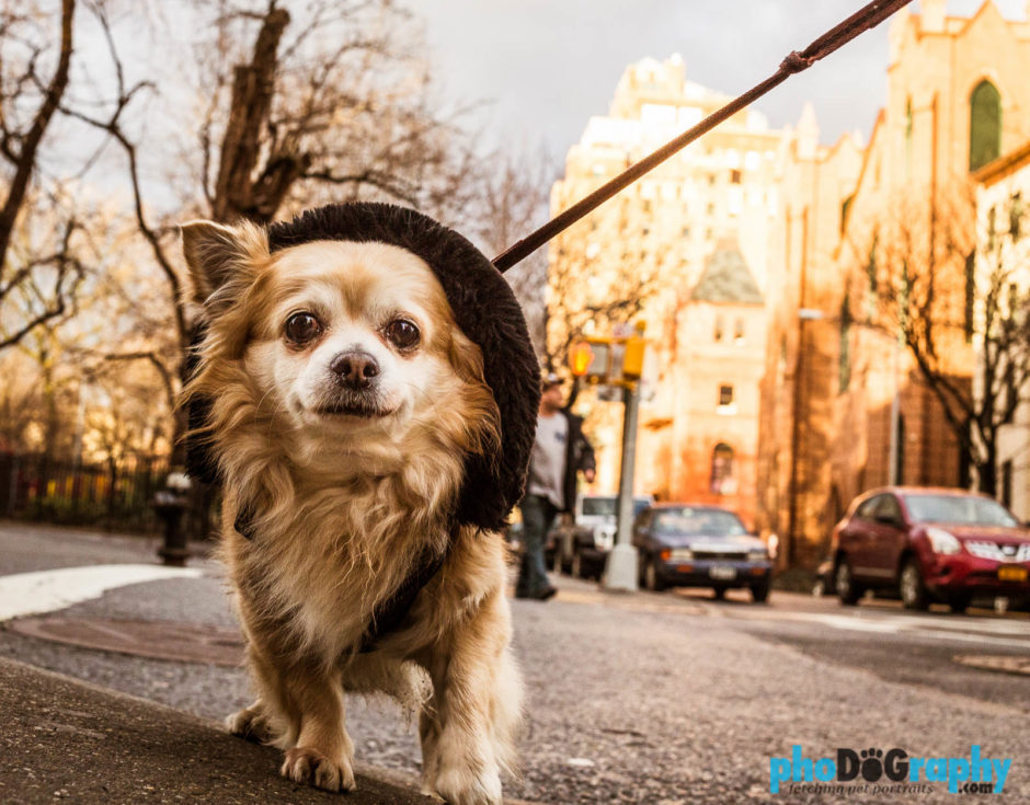 Dogs of the East Village