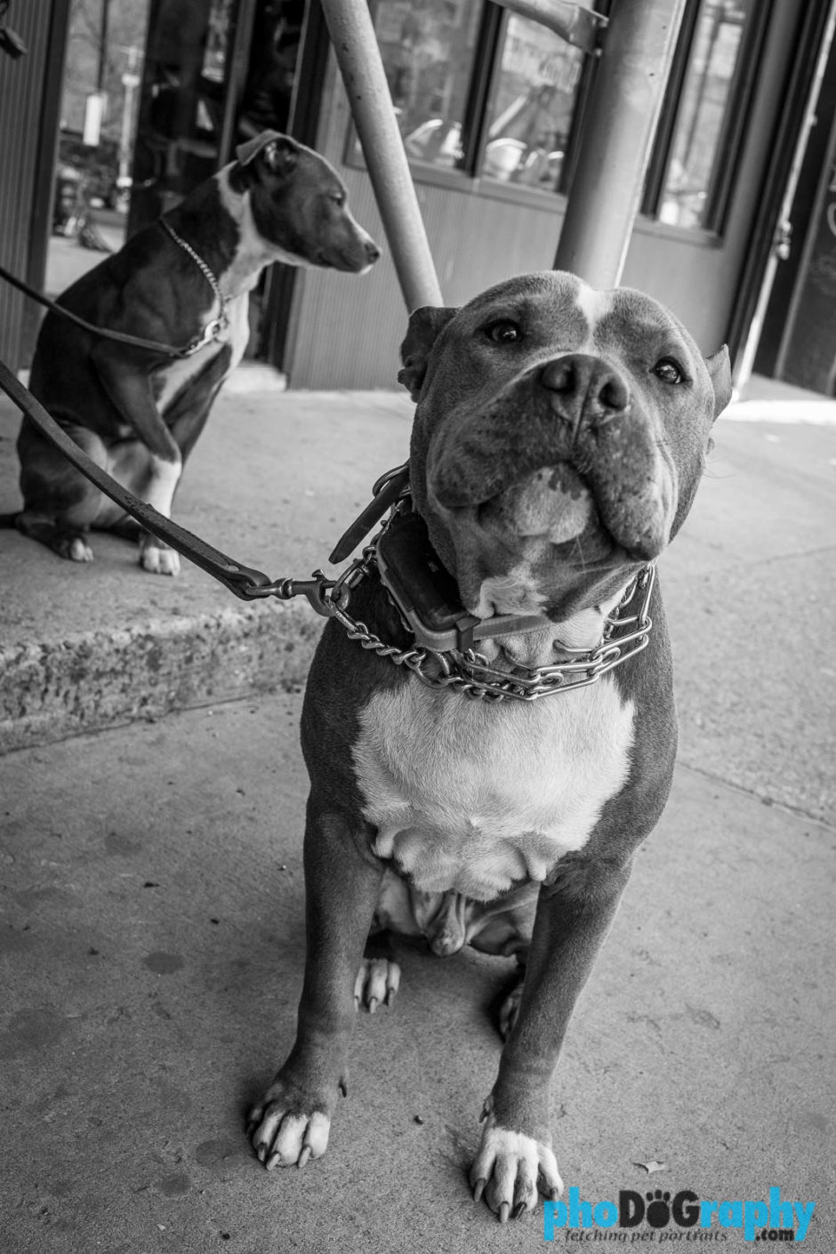 Dogs of the East Village