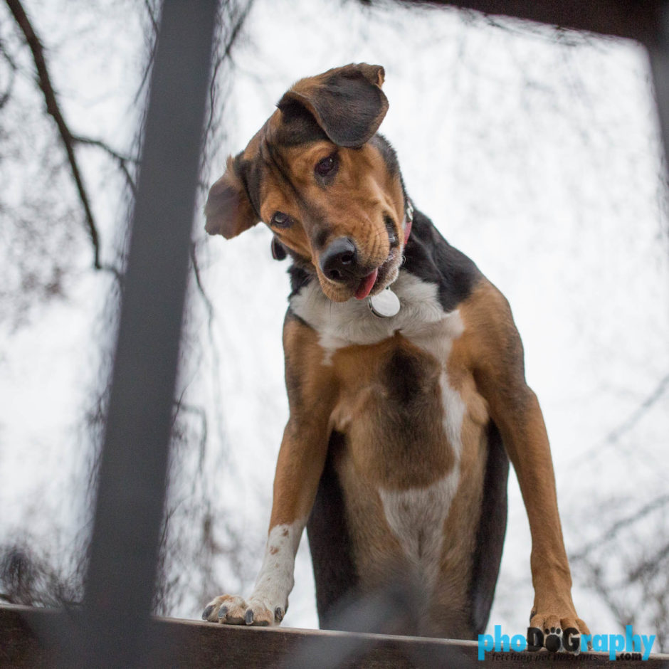 Dogs of the East Village