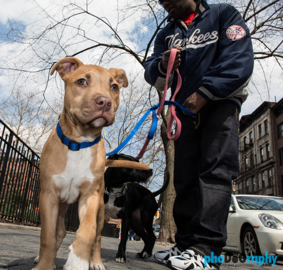 Dogs of the East Village