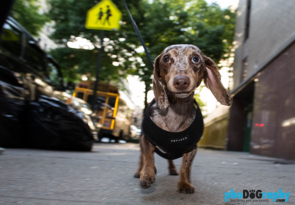 Dogs of the East Village